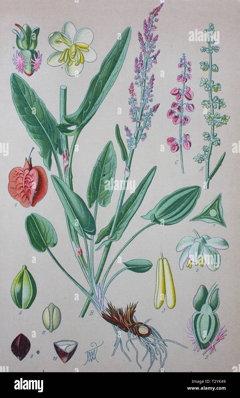 Rumex acetosa illustration hi-res stock photography and images - Alamy