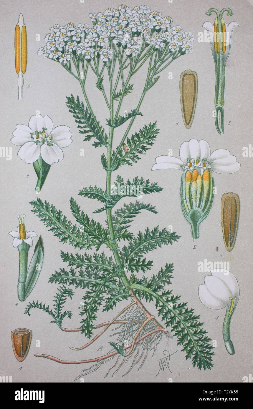 Yellow Yarrow Illustration