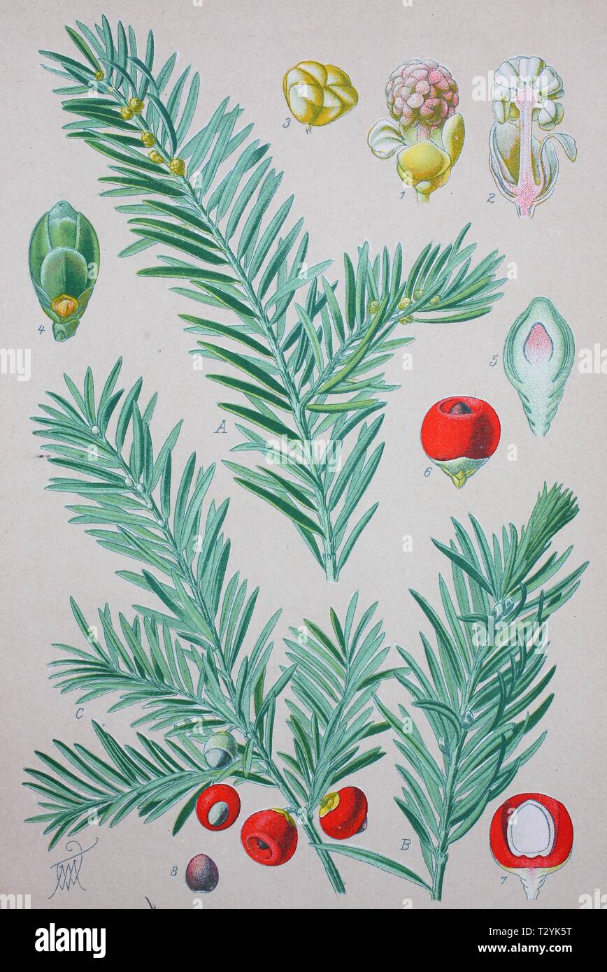 Yew drawing hi-res stock photography and images - Alamy