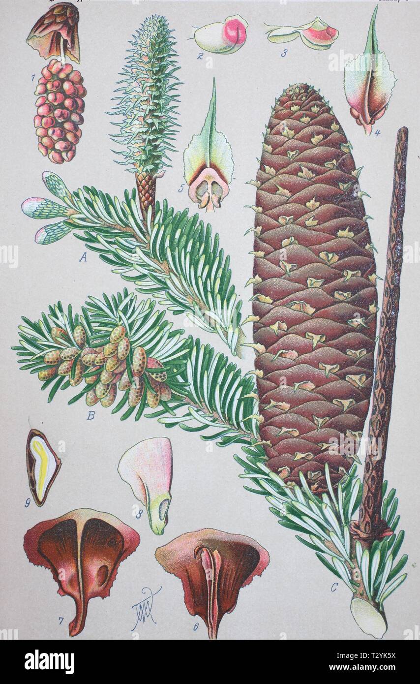 Silver fir abies alba hi-res stock photography and images - Alamy