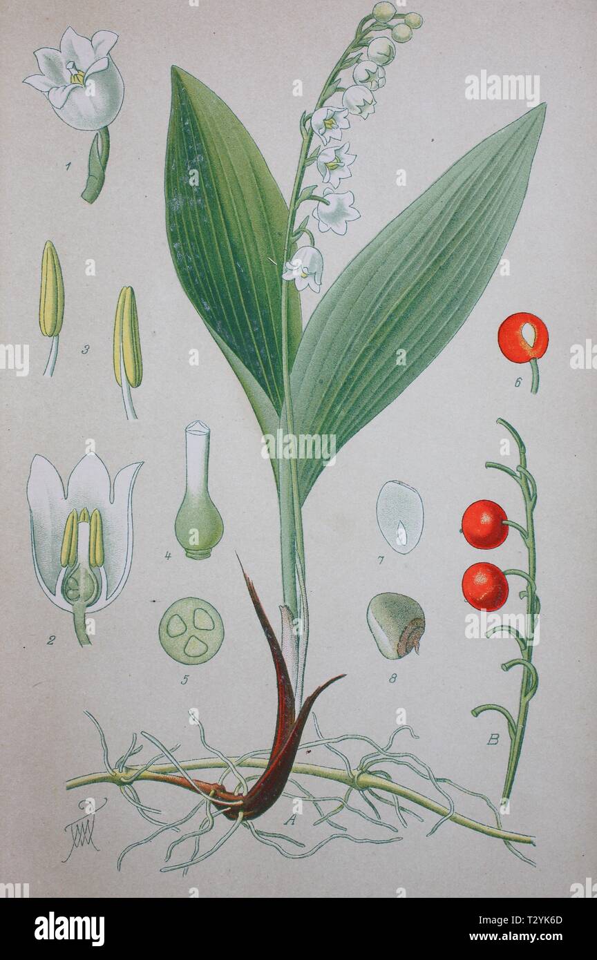 Lily of the valley drawing hi-res stock photography and images - Alamy