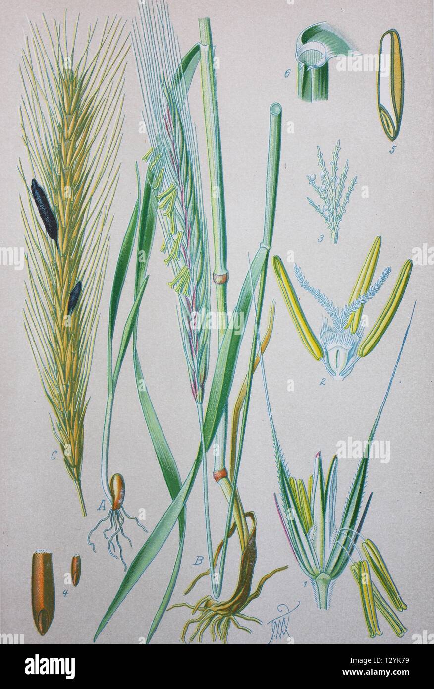 Rye (Secale cereale), historical illustration from 1885, Germany Stock ...