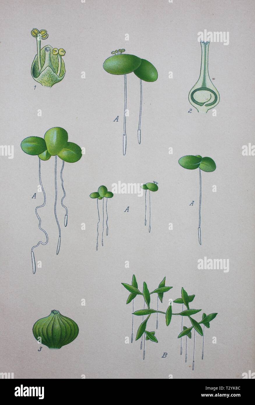 Common duckweed (Lemna minor), historical illustration from 1885 ...