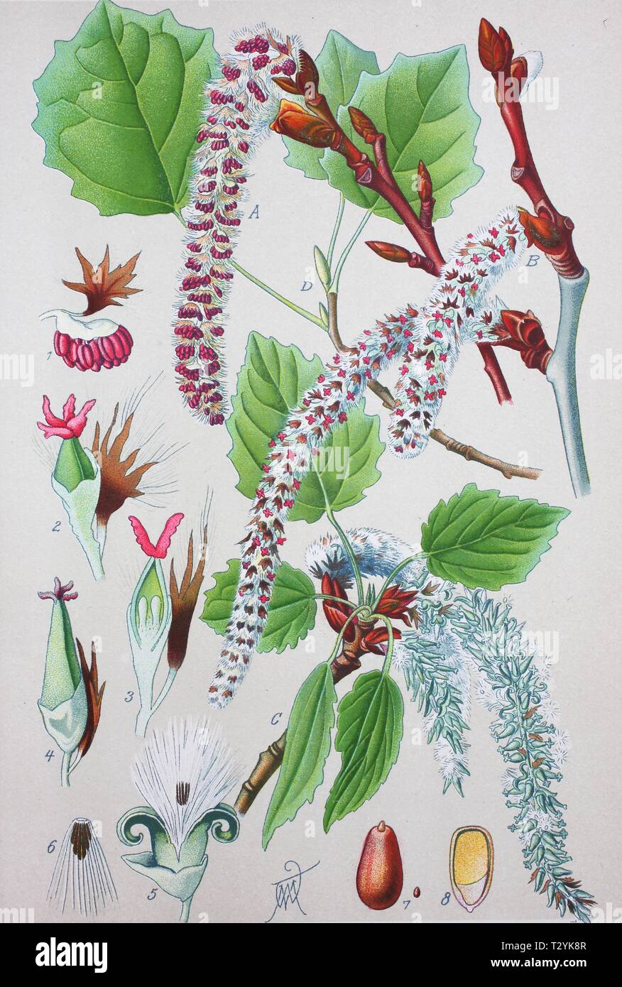 Common aspen (Populus tremula), historical illustration from 1885 ...