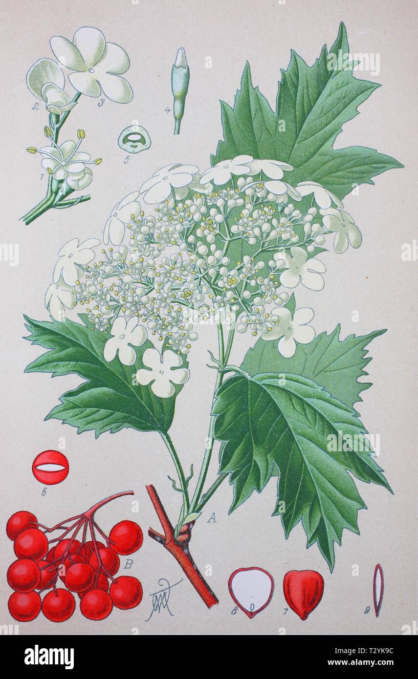 Guelder Rose Drawing