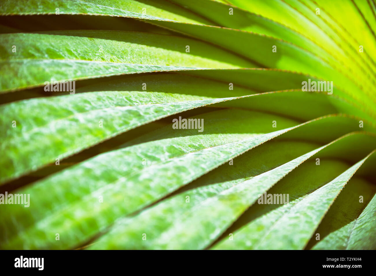 Natural abstract background of tropical palm fronds in a close-up ...