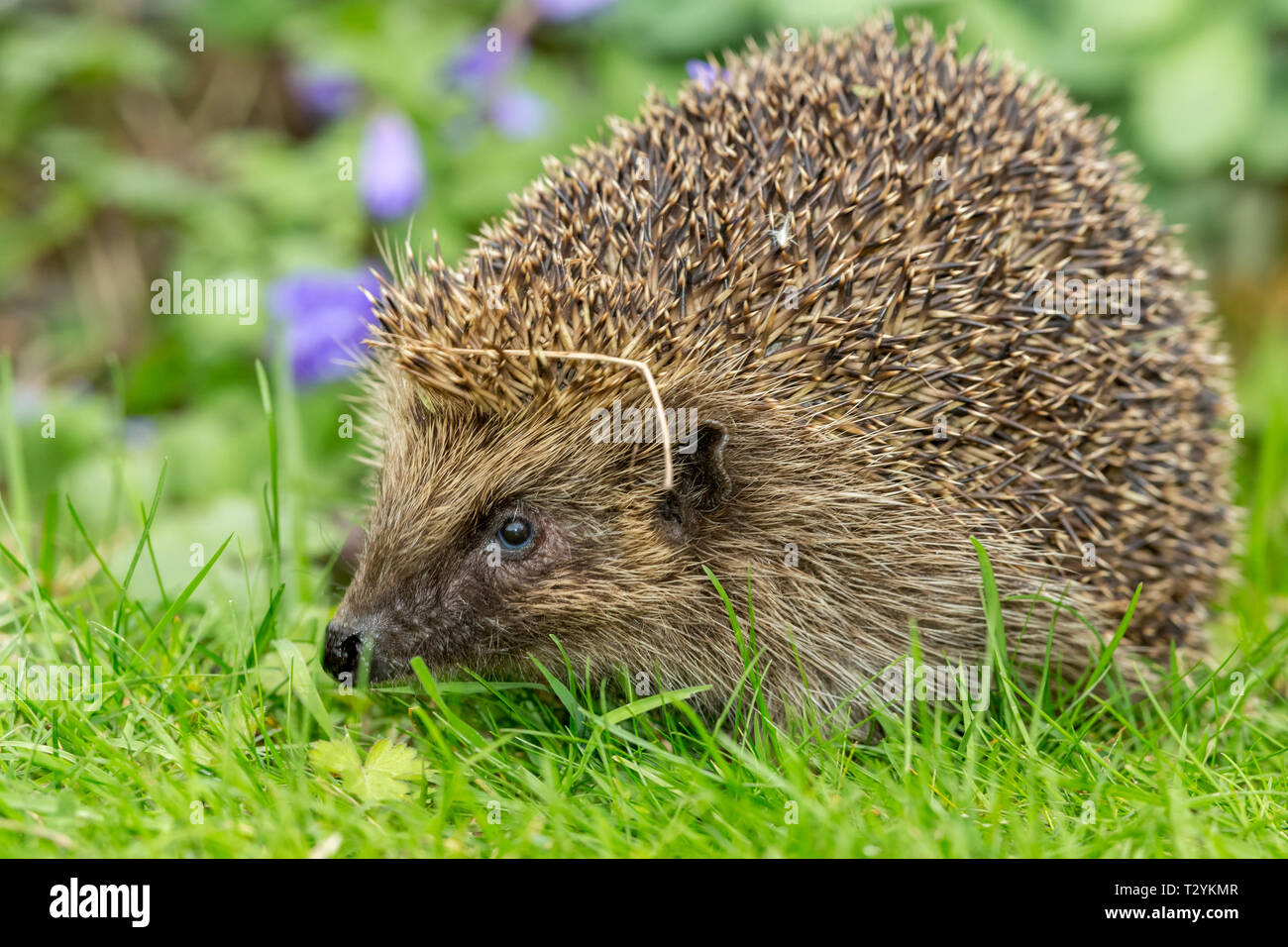 Wild, native hedgehog foraging in hedgehog friendly garden. Taken ...