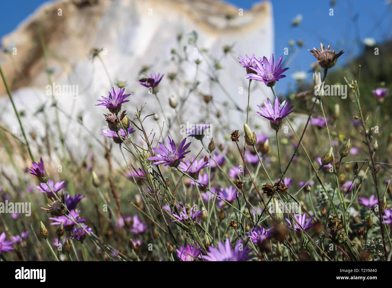 Xeranthemum annuum hi-res stock photography and images - Alamy