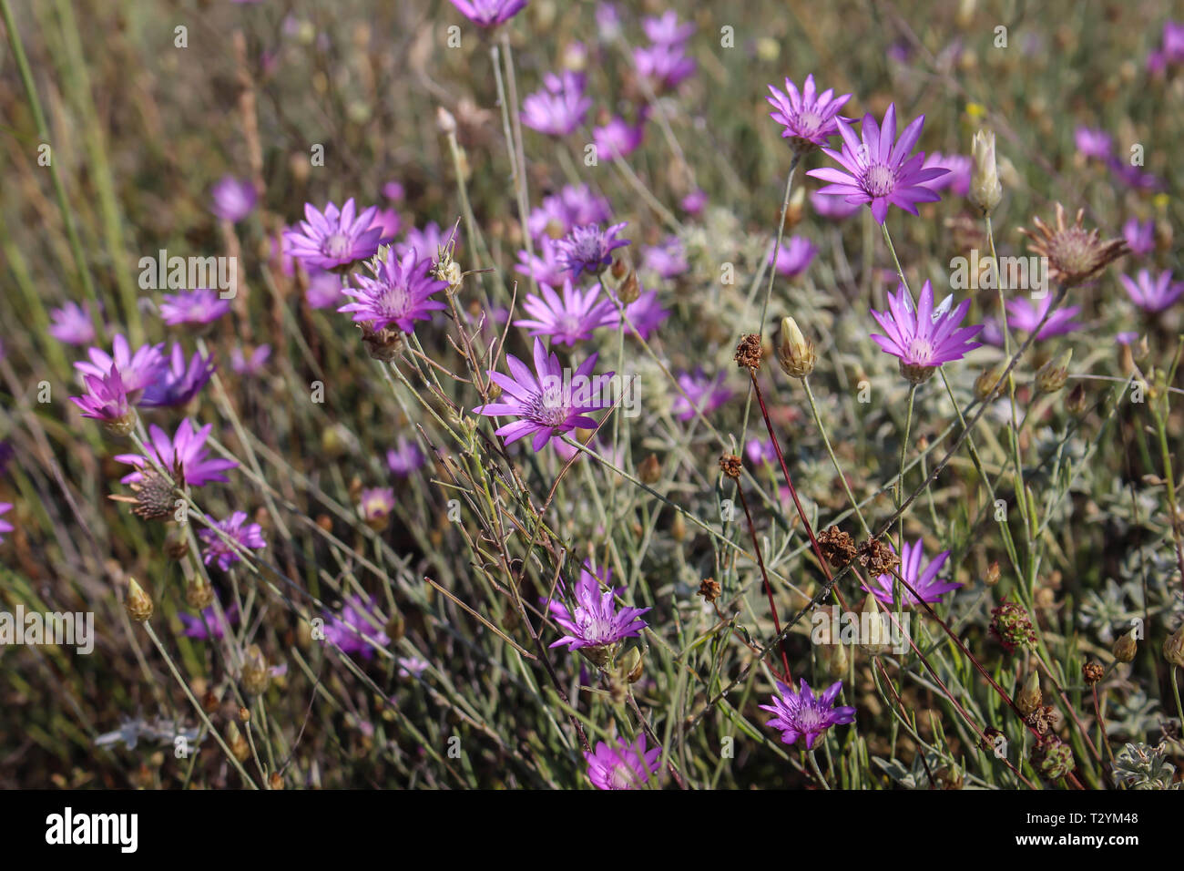 Pink flowers of annual everlasting, latin name Xeranthemum annuum in ...