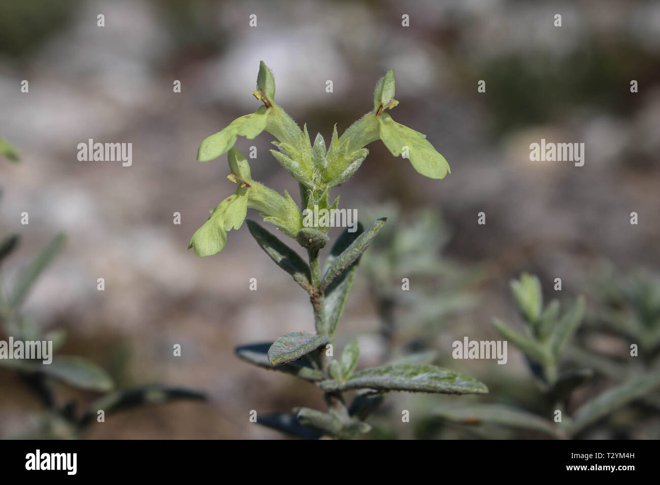 Rare plant on the locus classicus - Stachys iva in North Macedonia ...
