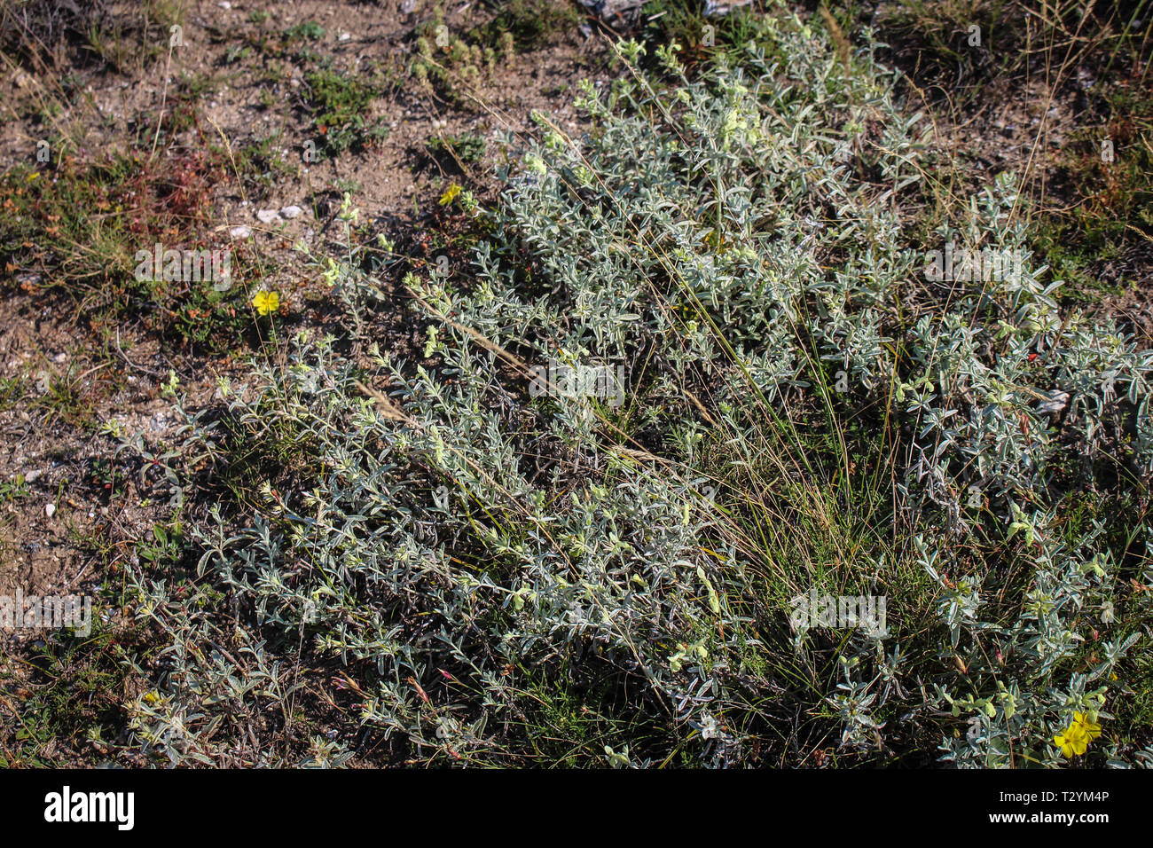 Rare plant on the locus classicus - Stachys iva in North Macedonia ...