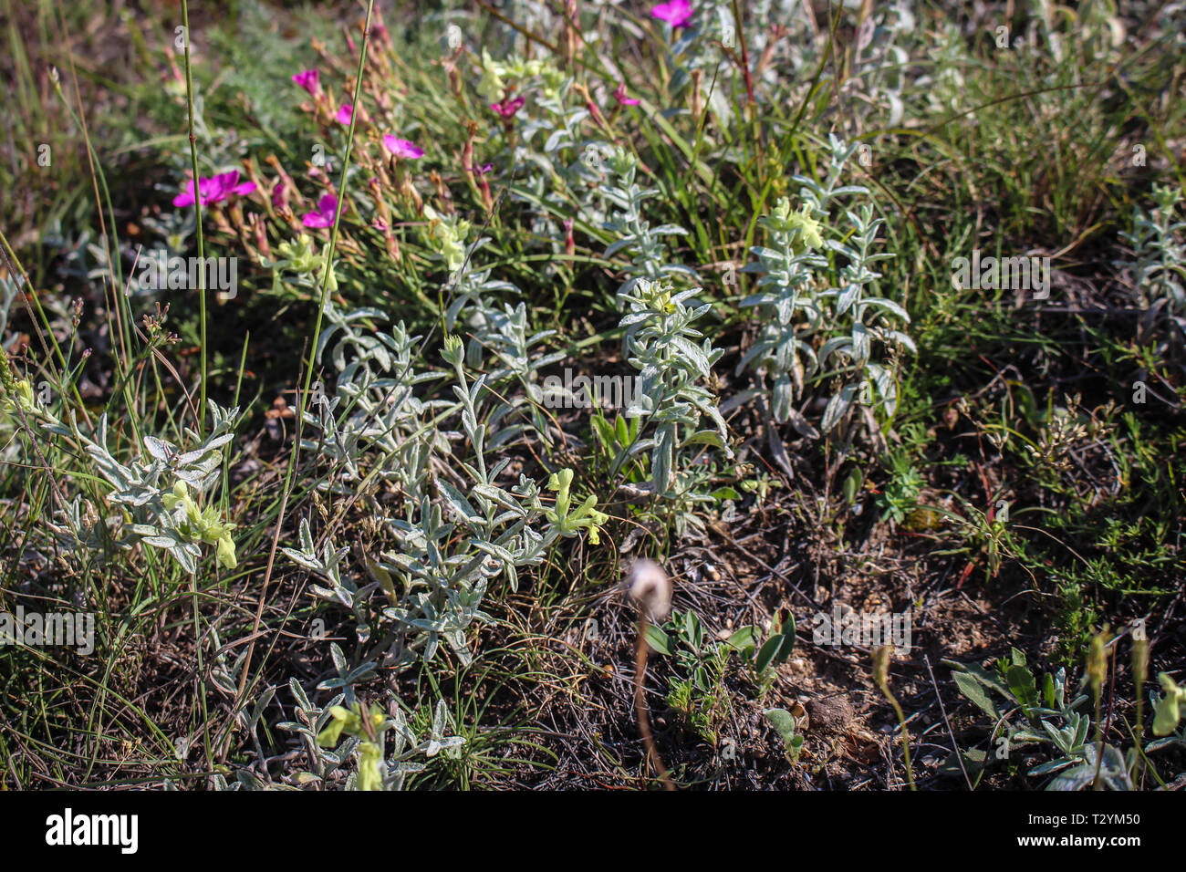 Classicus hi-res stock photography and images - Alamy