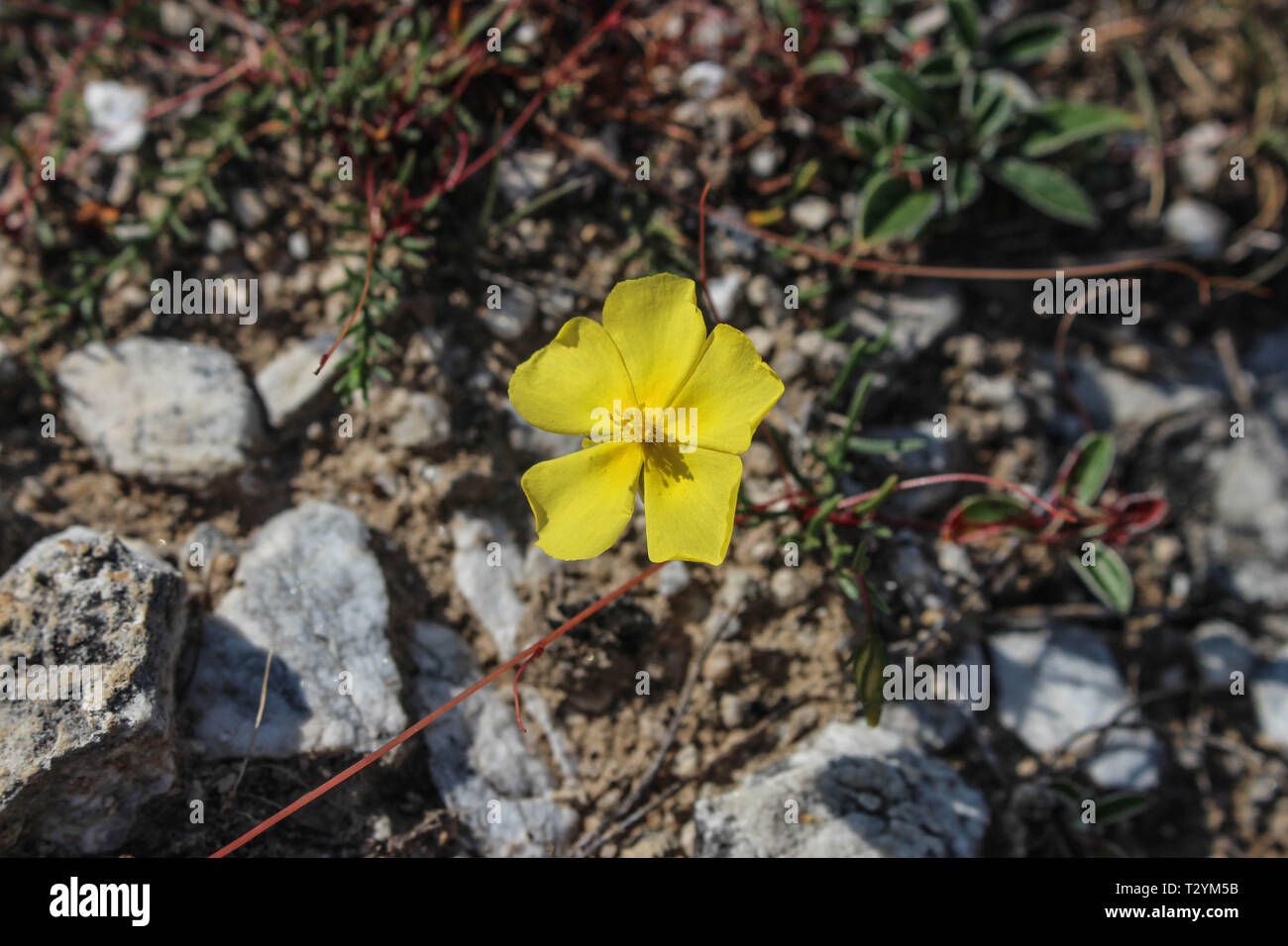Single yellow flower of Fumana ericoides in Macedonia Stock Photo - Alamy