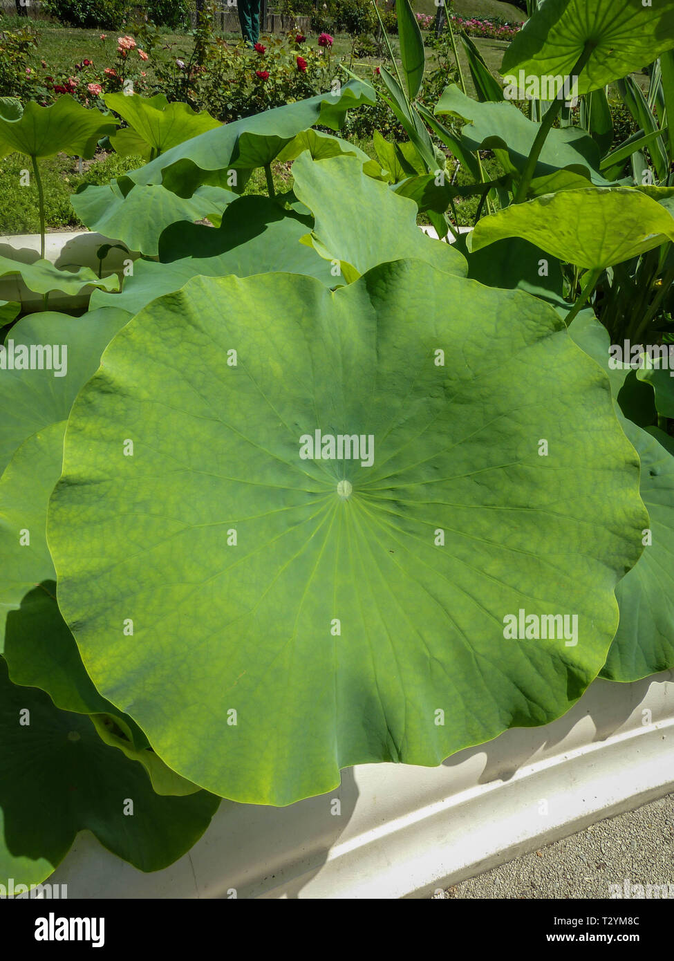 Big single leaf of lotus - latin name Nelumbo nucifera in botanical ...