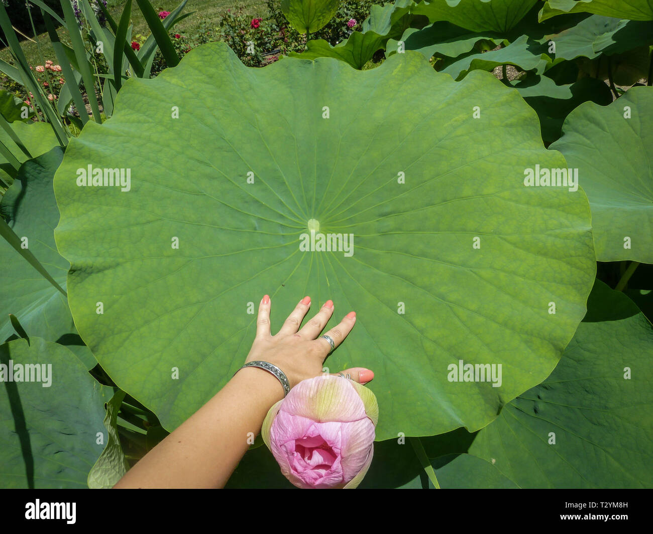 Big leaf and flower of lotus - latin name Nelumbo nucifera with human ...