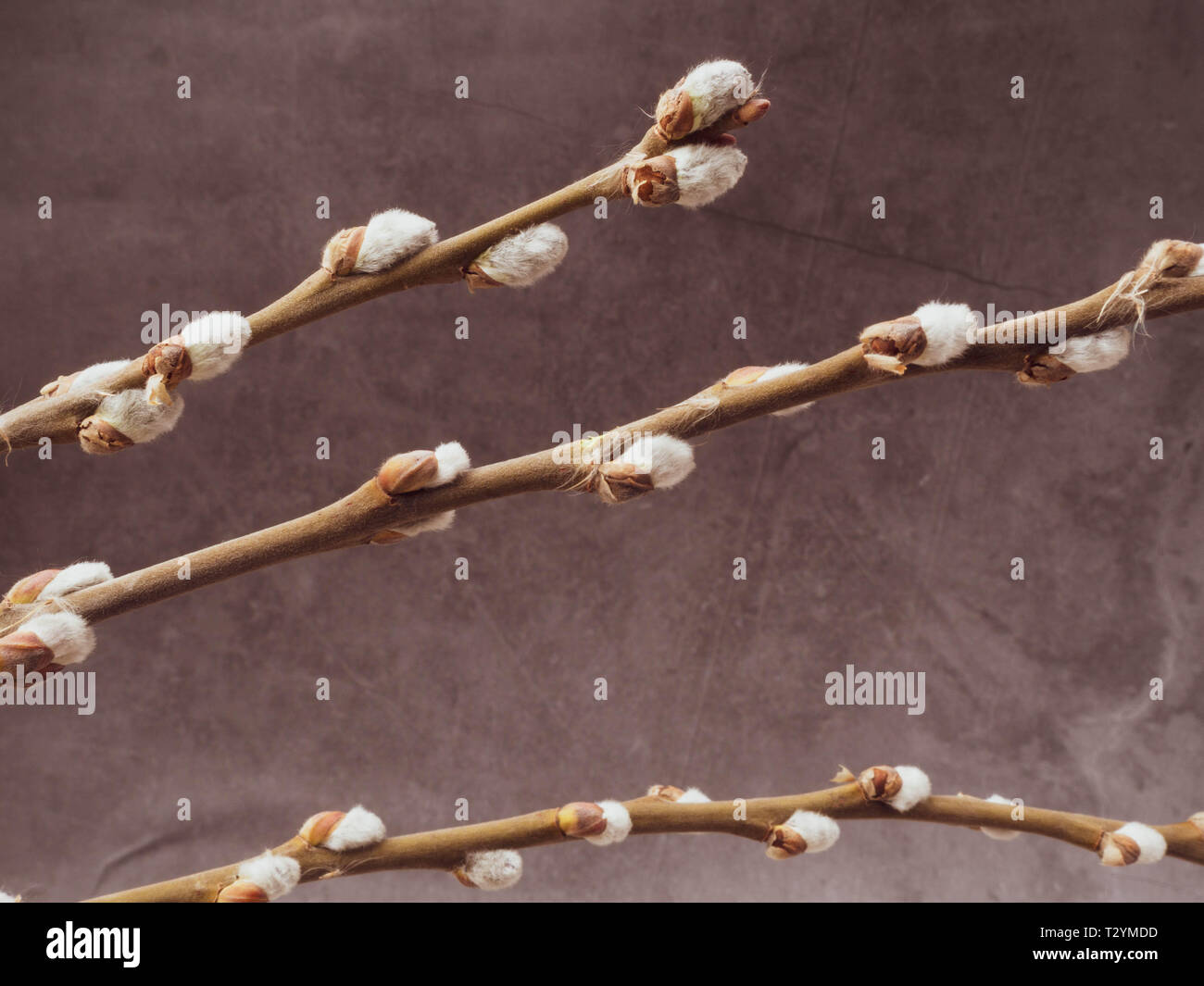 Willow branches with buds in early spring, catkins. Spring background ...