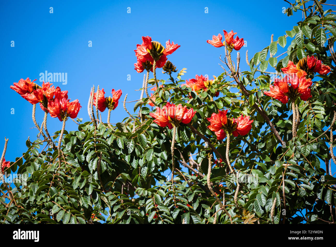 Bush Poppy Tree Poppy High Resolution Stock Photography and Images - Alamy