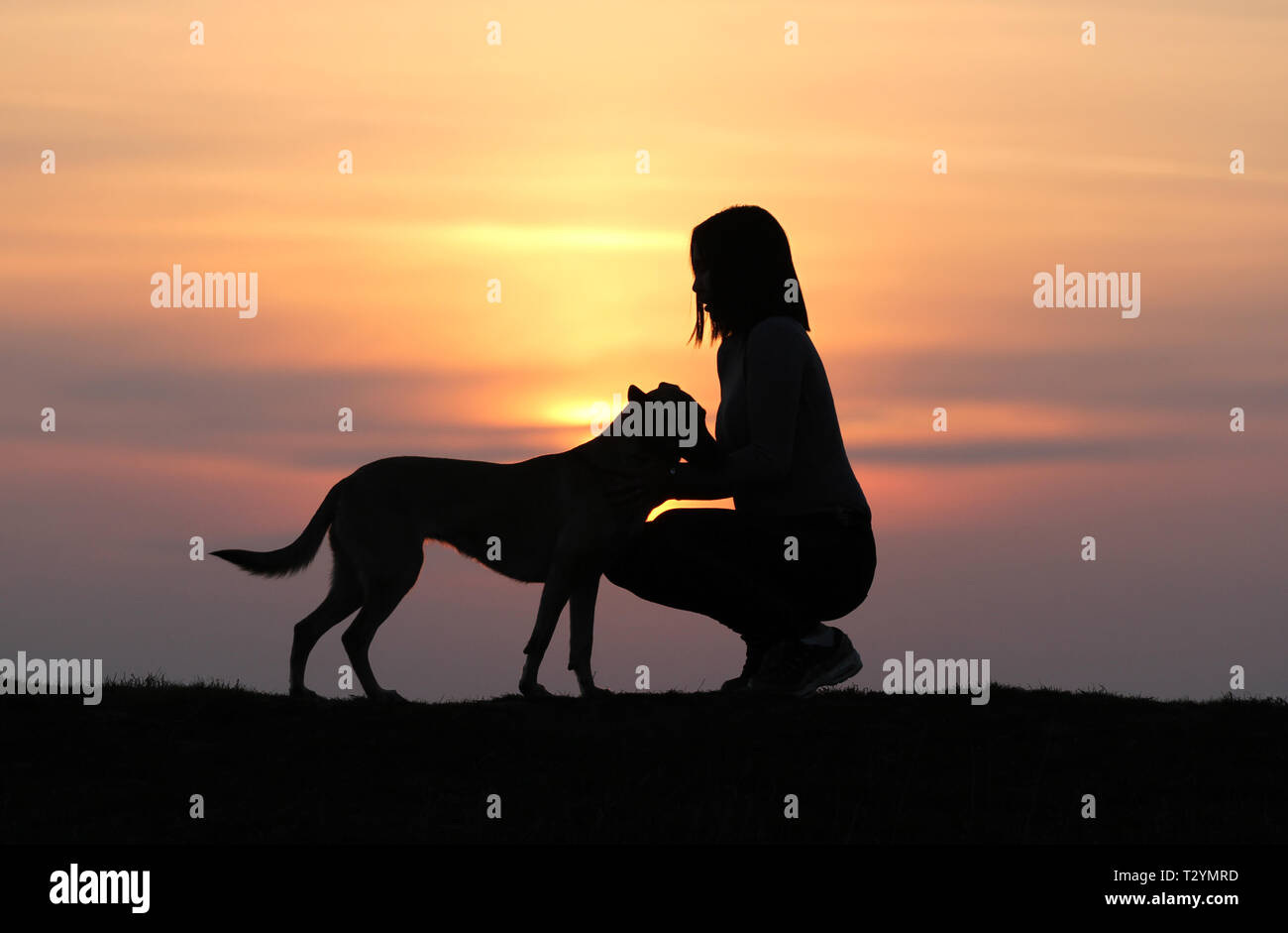 Silhouettes at sunset, girl and dog against the backdrop of an ...