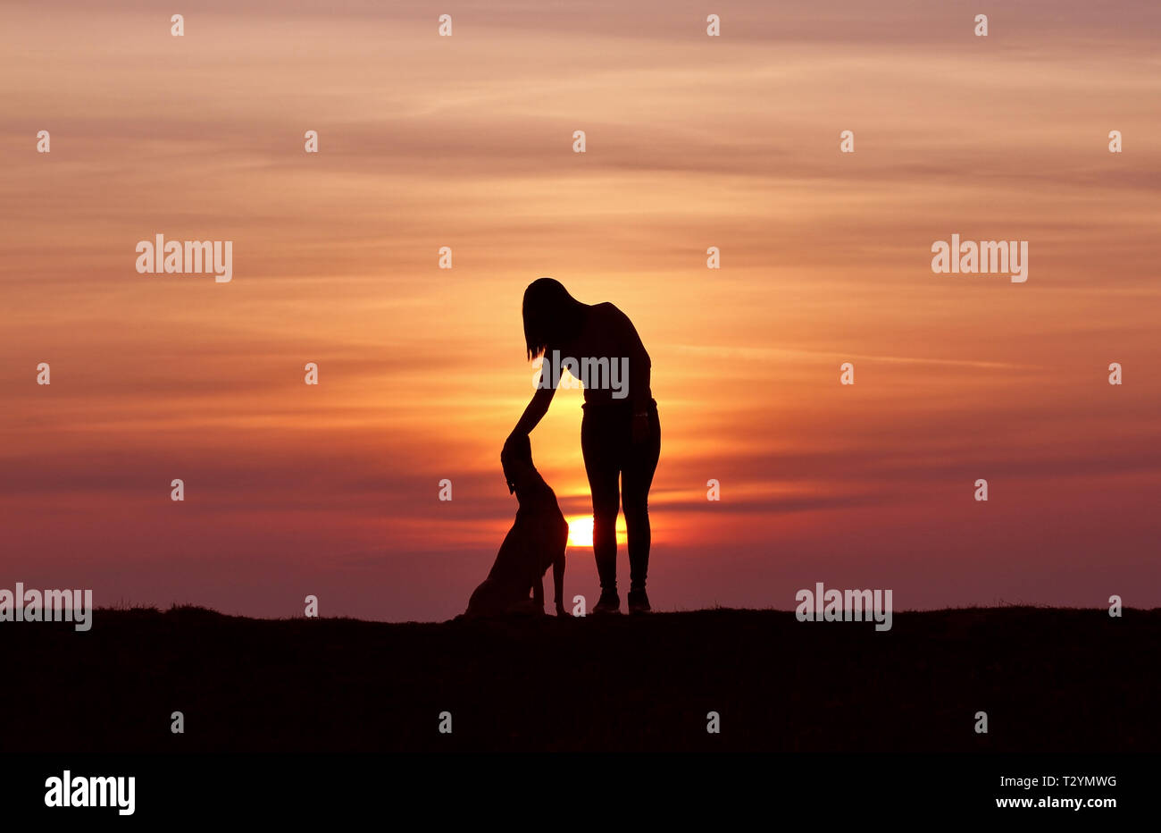 Silhouettes at sunset, girl and dog against the backdrop of an ...
