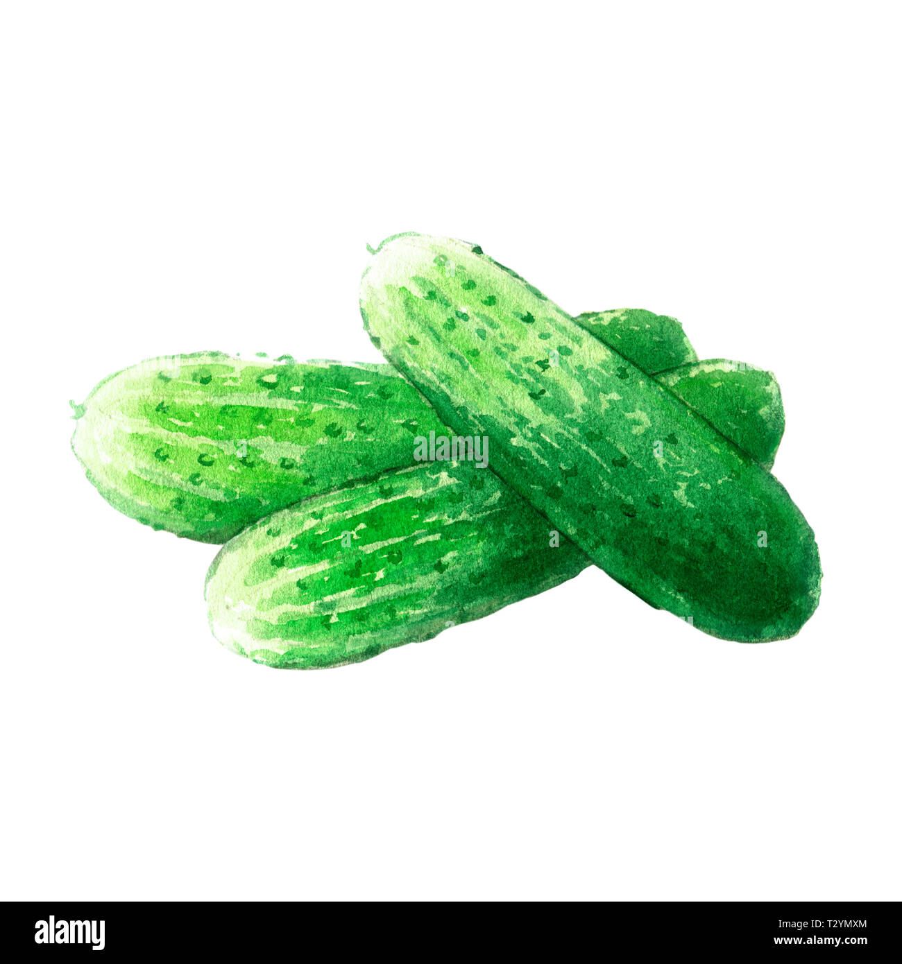 cucumber watercolor illustration on white background Stock Photo - Alamy