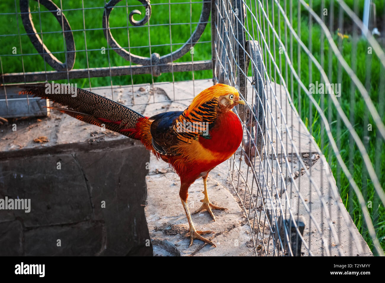 Golden Pheasant is a bright exotic bird living on a farm for breeding ...