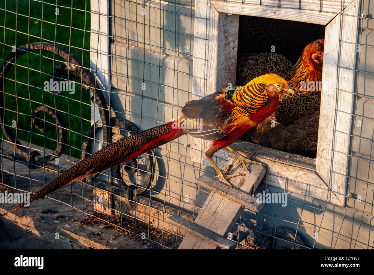Golden Pheasant is a bright exotic bird living on a farm for breeding ...