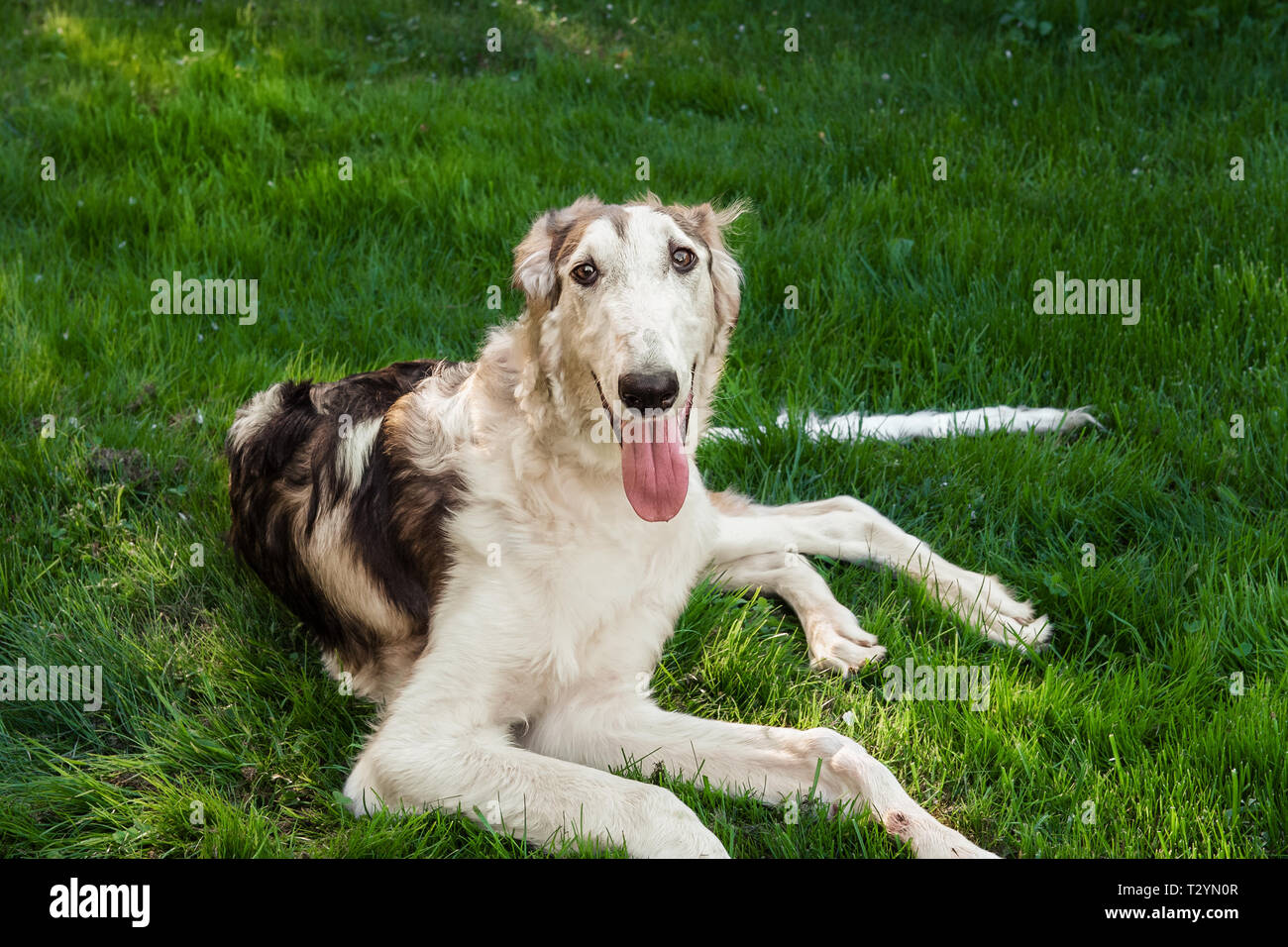 Large White Dog Breeds