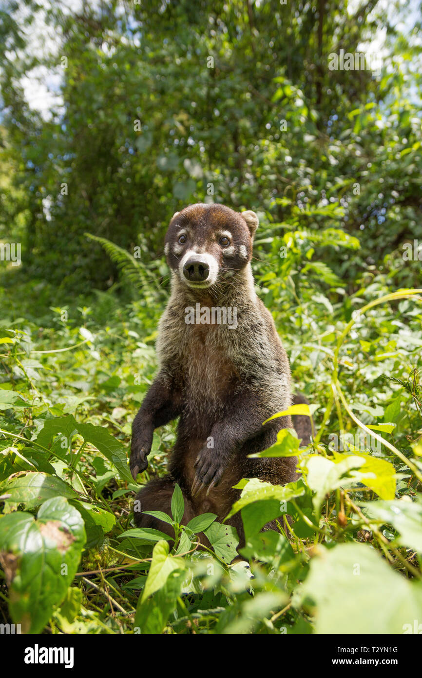 Coati from Costa Rica Stock Photo - Alamy
