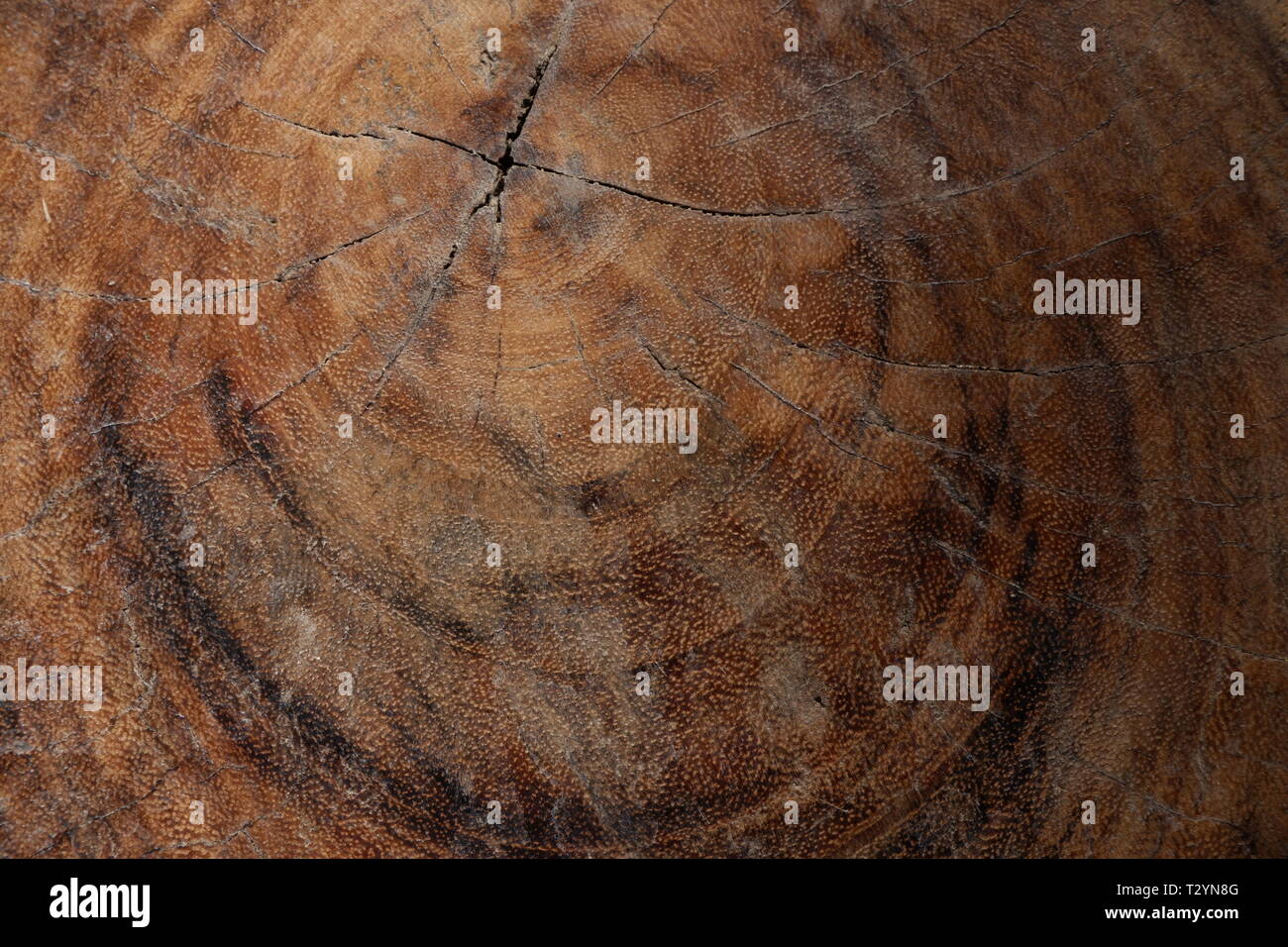 natural wood trunk wooden texture background- Image Stock Photo - Alamy