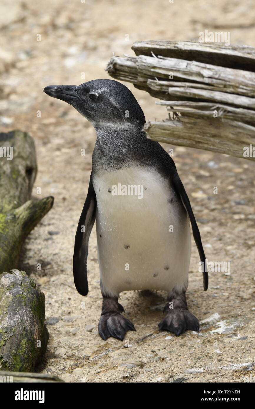 African penguin swim fish hi-res stock photography and images - Alamy