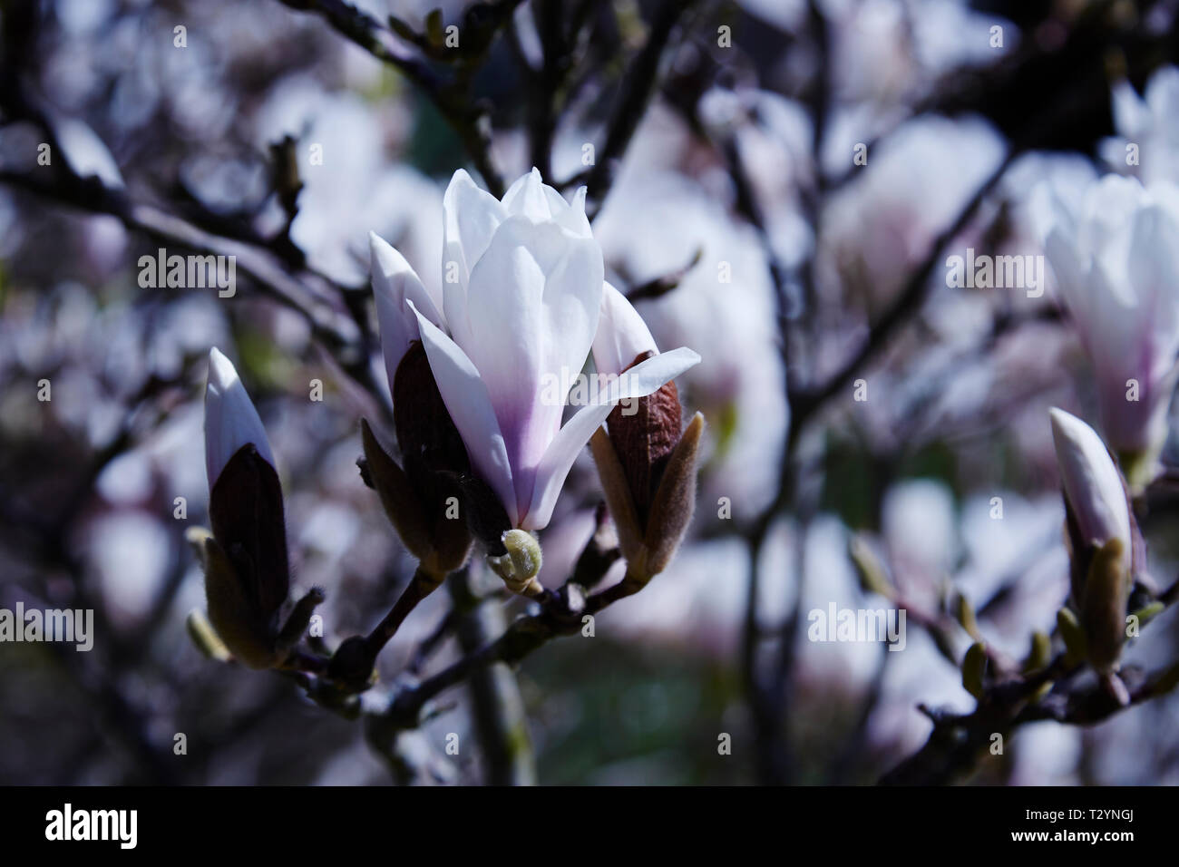 A White Camelia flower in a large tree Stock Photo - Alamy