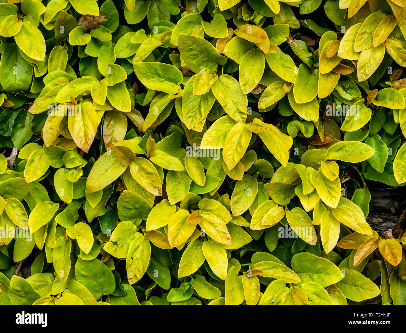 Image of creative layout consisting of green leaves. flat lay Stock ...