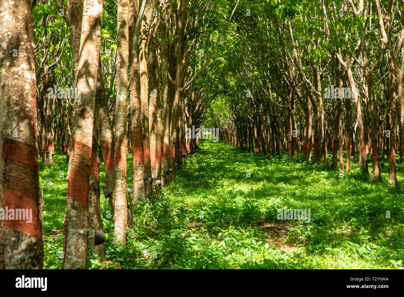 Para rubber tree hi-res stock photography and images - Alamy