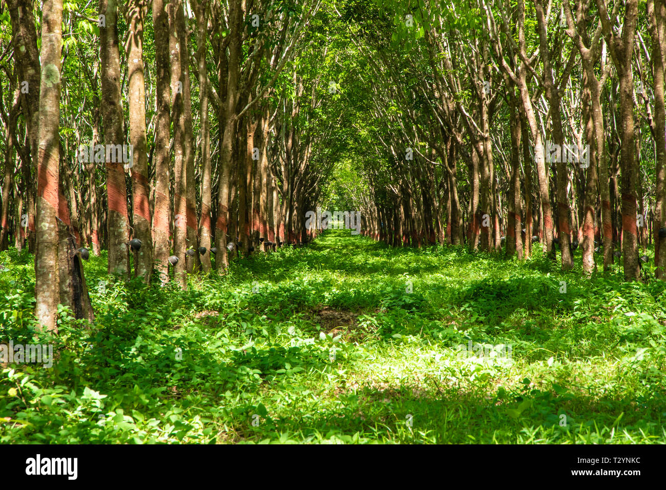 Para rubber tree hi-res stock photography and images - Alamy