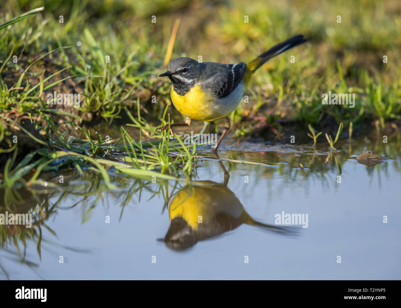 Gavin meadows hi-res stock photography and images - Alamy