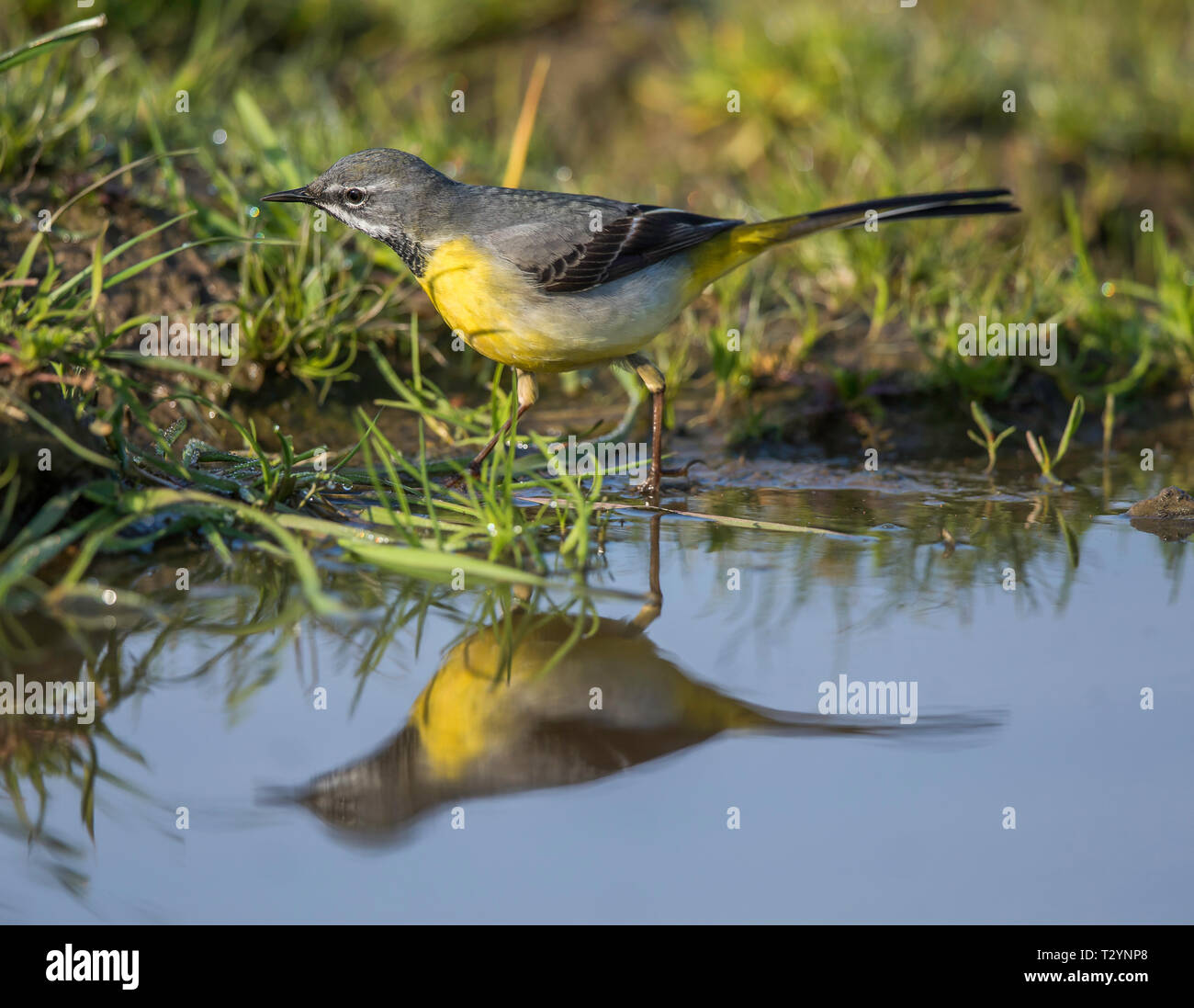 Gavin meadows hi-res stock photography and images - Alamy