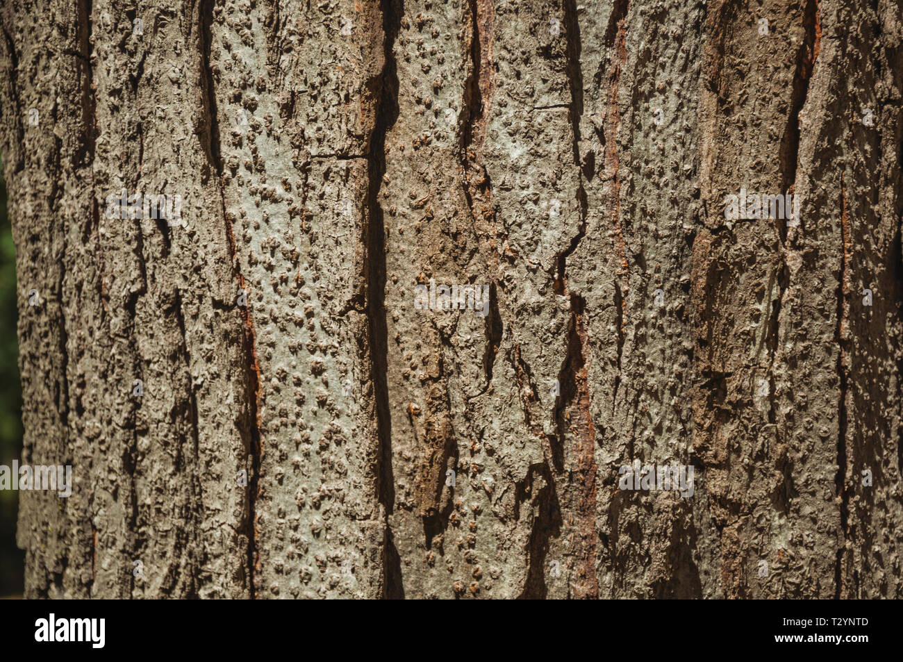 Close-up of rough tree bark forming a singular background at El Retiro ...