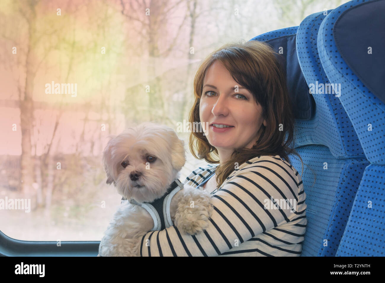 Small maltese dog traveling by train with his owner Stock Photo - Alamy