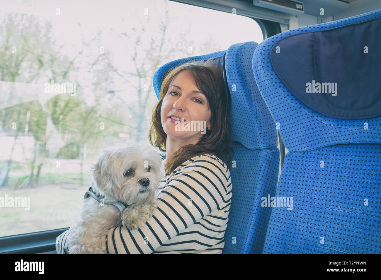 Small maltese dog traveling by train with his owner Stock Photo - Alamy