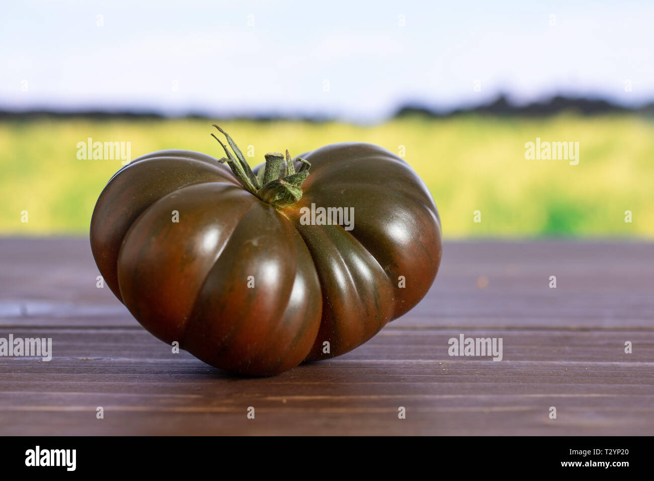 One whole fresh tomato primora with green wheat field Stock Photo - Alamy