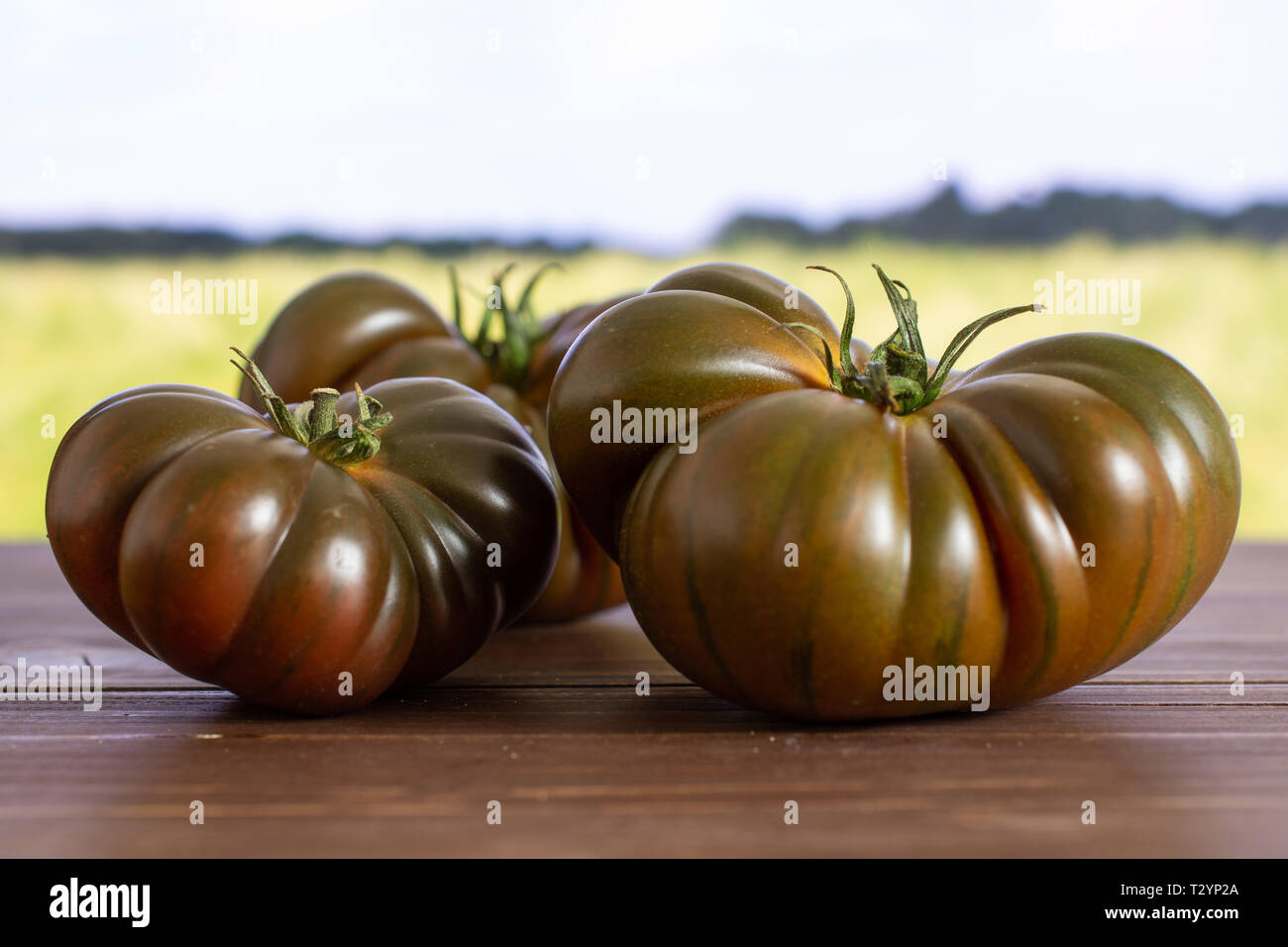 Group of three whole fresh tomato primora with green wheat field Stock ...
