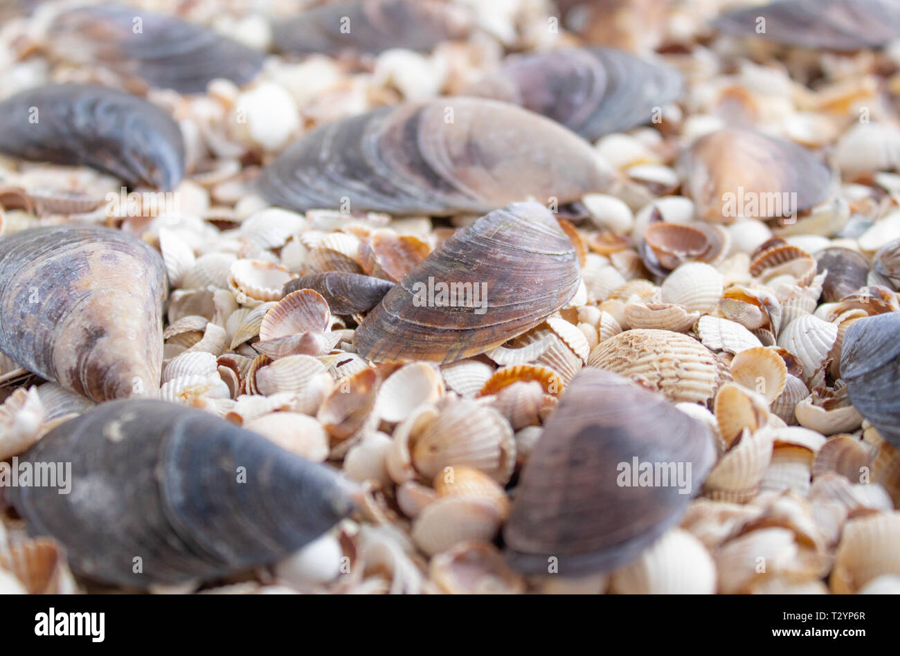 Sea shell pearl background. Seashells background. Seashells texture ...