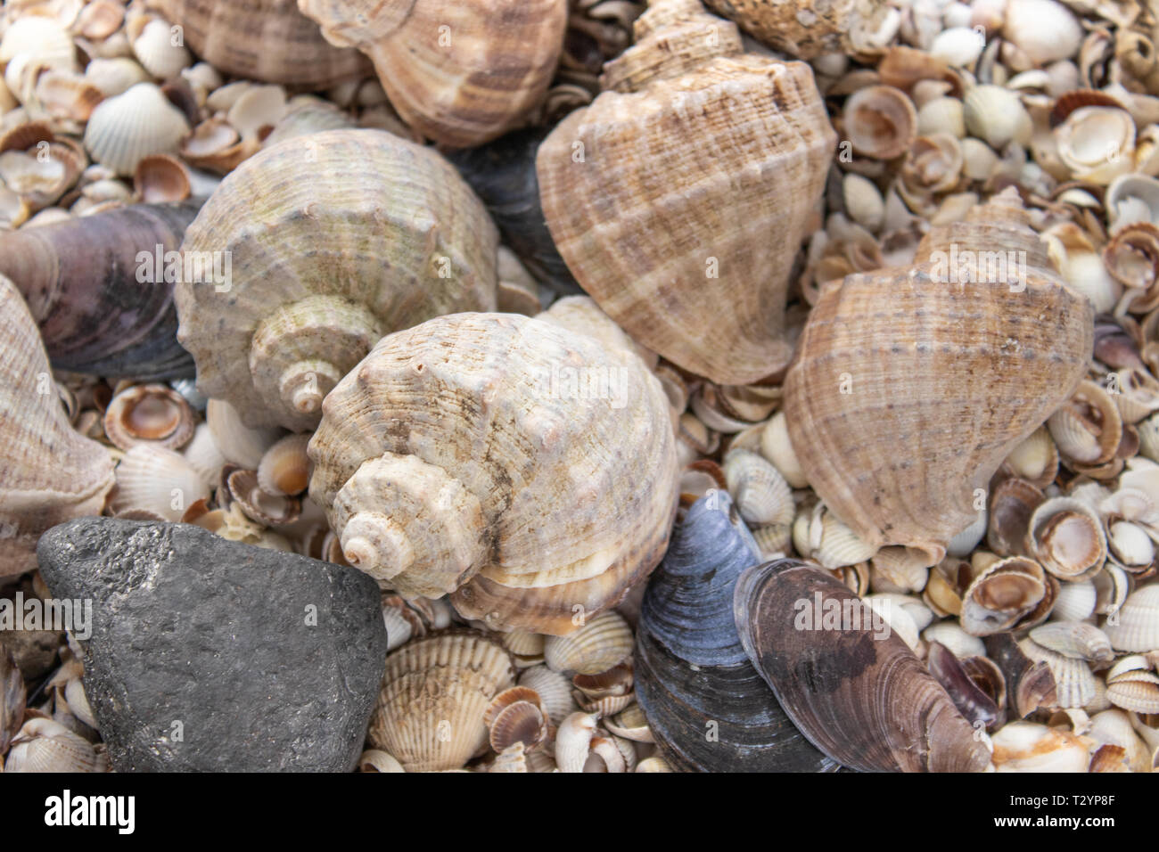 Seashells, sea shells - textures or backgrounds - various pebbles ...