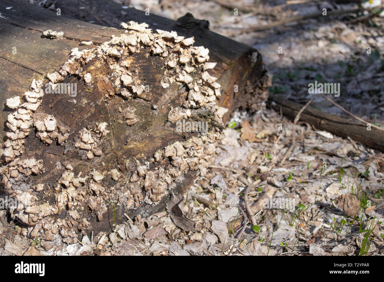 Tree covered with mushrooms. In the forest lies an old dry tree ...