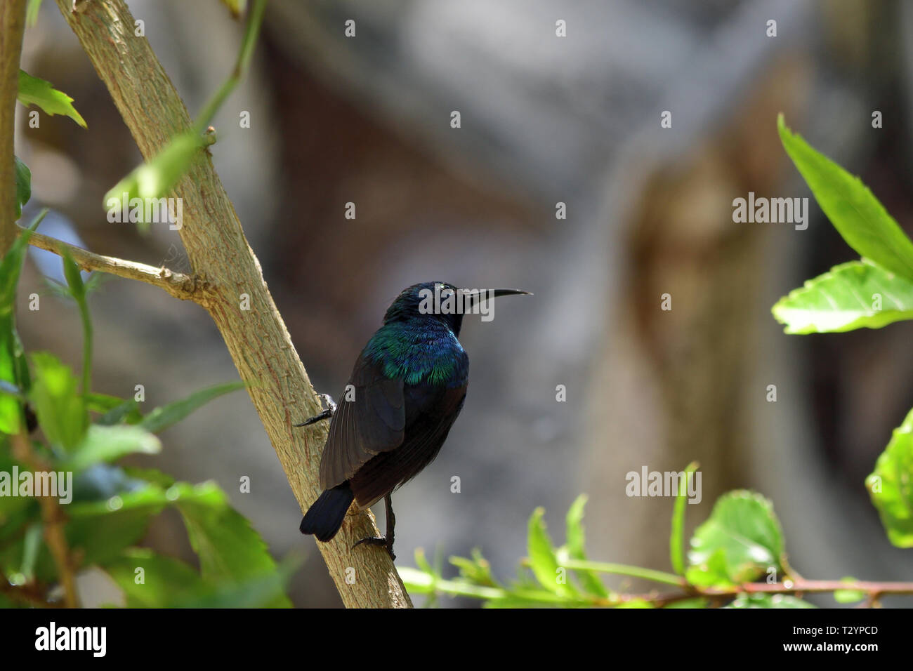 Curved beak bird hi-res stock photography and images - Alamy