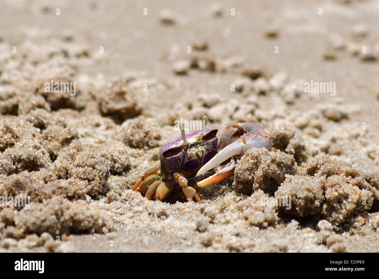 Crabs on beach hi-res stock photography and images - Alamy