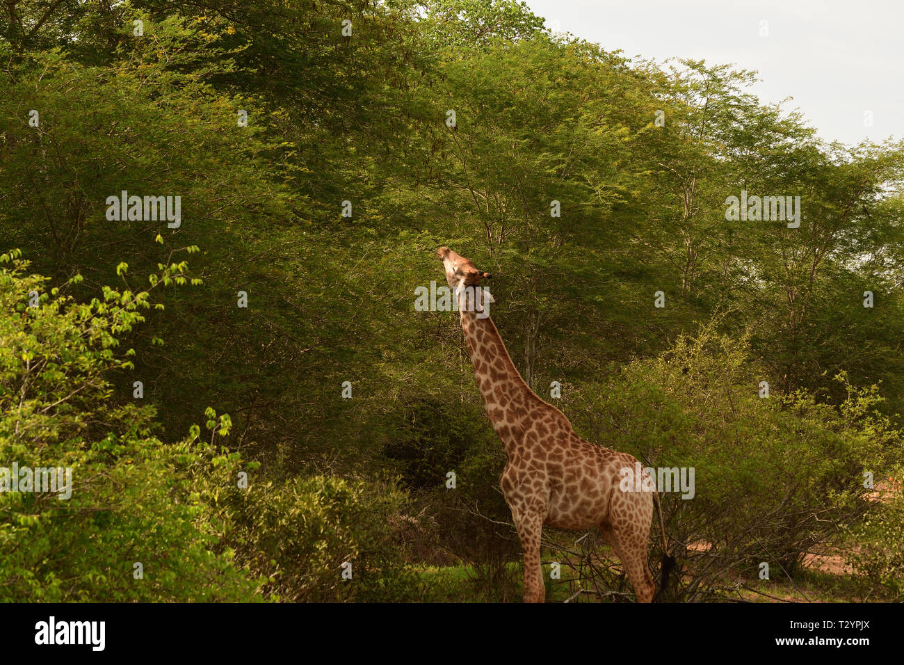 Angola wildlife hi-res stock photography and images - Alamy