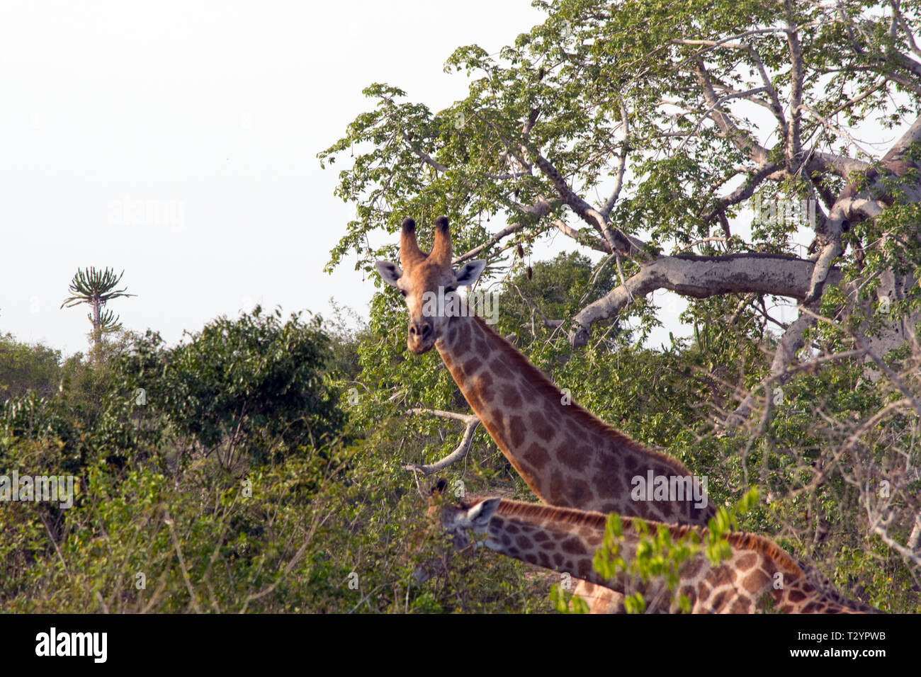 wild Giraffe among trees Stock Photo - Alamy