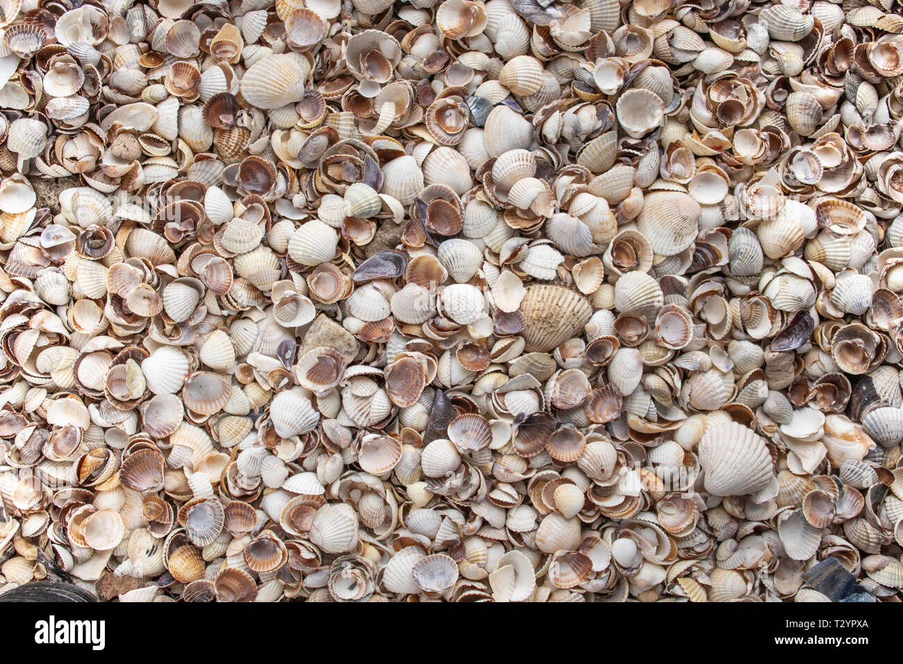 Seashells as background, sea shells collection, different sea shells ...