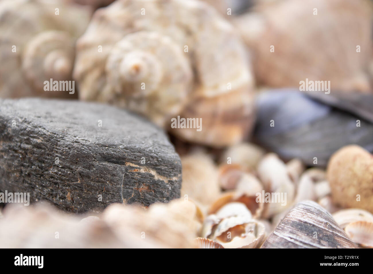 Seashells, sea shells - textures or backgrounds - various pebbles ...